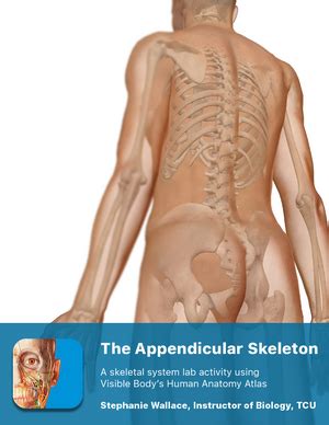 Lab Manual Axial Skeleton Atlas PRE LAB EXERCISES When Studying The Skeletal System The Bones