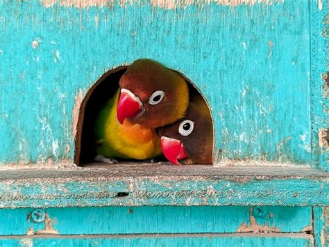 Best Bird Dna Testing Kit For Easily Determining The Sex Of Your Birds