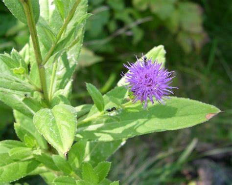 キク類キク目キク科アザミ亜科の植物 道南の花マニア
