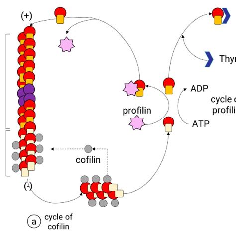 Main Elements Of The Neuronal Cytoskeleton The Neuronal Cytoskeleton