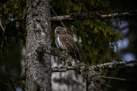 Eurasian Pygmy Owl Bird Free Photo On Pixabay Pixabay