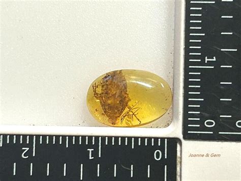 Myanmar Amber