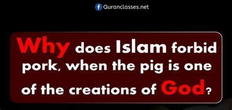 Why Pork Is Haram In Islam 15 Things You Should Know About Pigs
