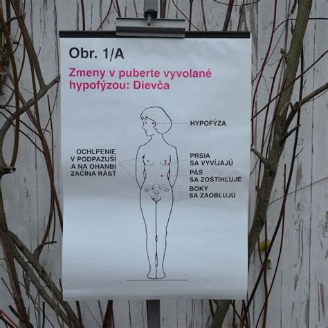 Sex Chart Print Etsy