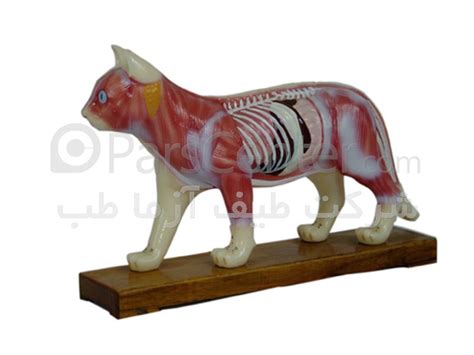 مولاژ مانکن گربه چین محصولات مولاژ در پارس سنتر