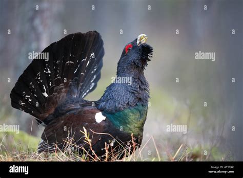 Capercaillie In Virgin Forest Stock Photo Alamy