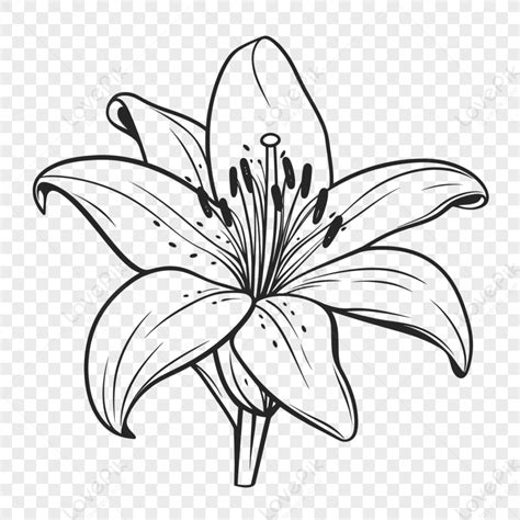 흑백 백합 꽃 색칠 페이지 개요 스케치 드로잉 벡터공장꽃잎 Png 일러스트 무료 다운로드 Lovepik