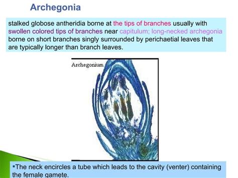 Structural Variations In Reproductive Structures Of Division Bryophyta