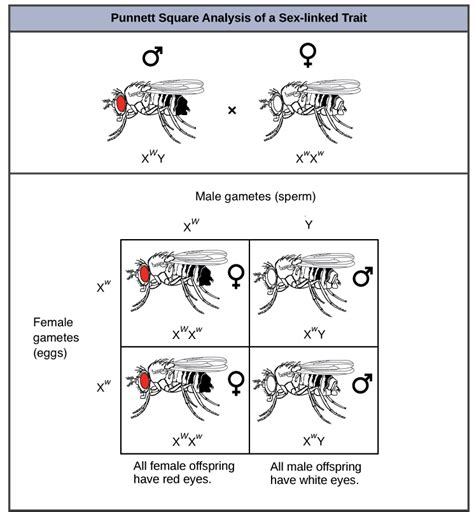 Sex Linked Inheritance Quiz