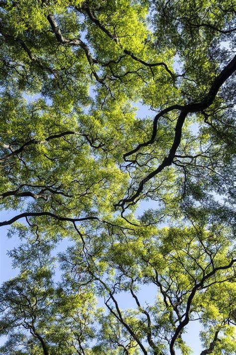 Subtropical Forest Lezama Park Buenos Aires Argentina Stock Image