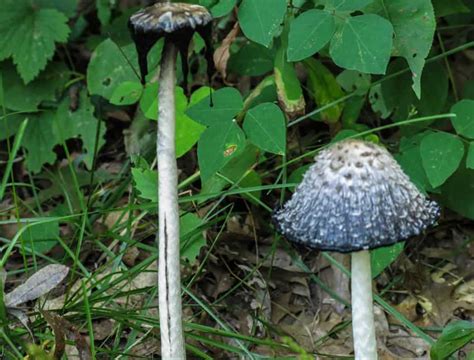 Cooking And Hunting Shaggy Manes Coprinus Comatus Or Lawyers Wig