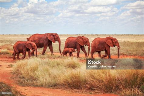 빨간 먼지 사바나에 함께 걷는 아프리카 부시 코끼리 의 가족에 의하여 덮여 있다 Tsavo 동쪽 국립 공원 케냐 0명에 대한