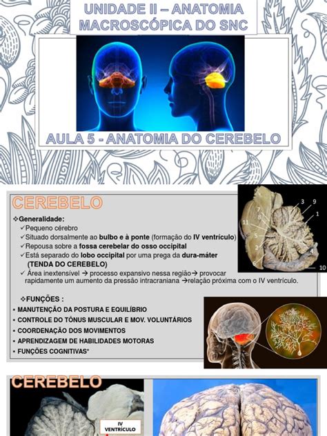 Aula 5 Anatomia Do Cerebelo Pdf Cerebelo Neuroanatomia