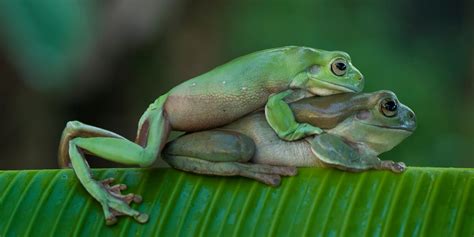 How To Do The Leapfrog Sex Position For Super Deep Penetration