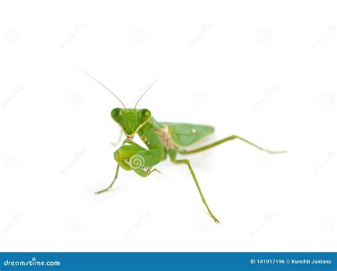 Mantis Religiosa En El Fondo Blanco Foto De Archivo Imagen De Vida