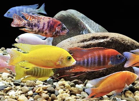 1 Growers Choice African Peacock Cichlids Arizona Aquatic Gardens