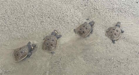 First Recorded Birth Of Critically Endangered Burmese Peacock Turtle