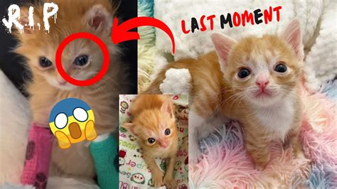 Real Video Utah Based Viral Kitten ‘tater Tot Dies Suddenly Youtube