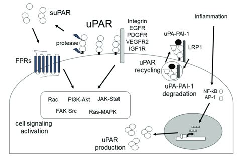 The Multiple Functions Of Upar Download Scientific Diagram
