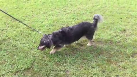 急に変な歩き方になる犬【ミックス犬くう】 Youtube