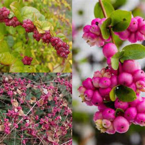 Seeds For Planting Symphoricarpos Orbiculatus Seeds Coralberry