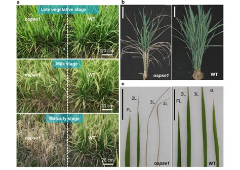 Phenotypic Comparison Of Wild Type Wt And Ospse1 Mutant Plants A