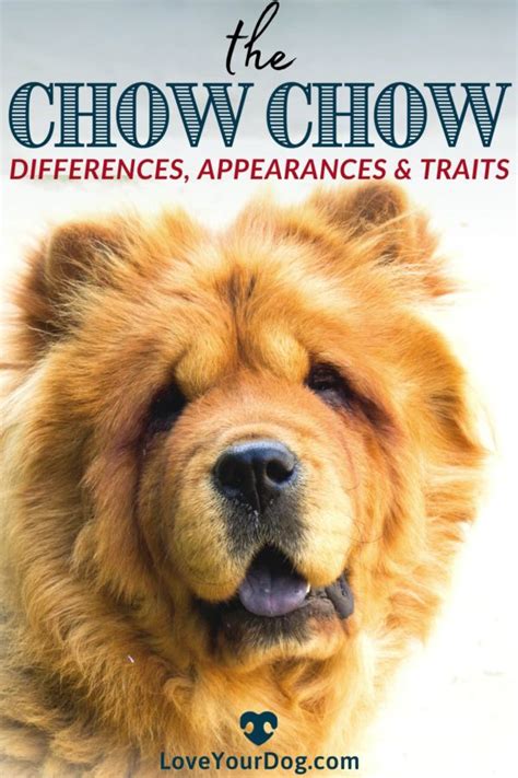 Chow Chow Dog Breed Information Facts Traits Pictures And More Video