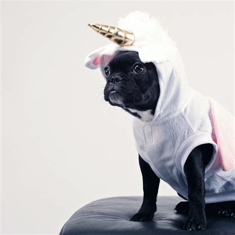 Pug Life Unicorn Pug Kooky Pugs