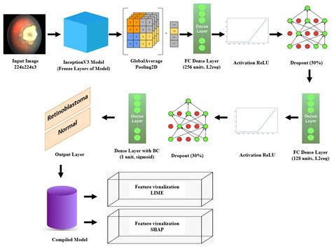 Diagnostics Free Full Text Explainable AI For Retinoblastoma