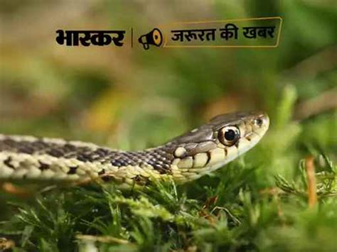 Janjgir 2 Sisters Died Due To Krait Snake Bite Chhattisgarh News