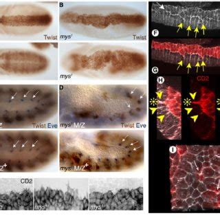 Overview Of Mesoderm Layer Formation A Approximate Timeline Of Download Scientific Diagram