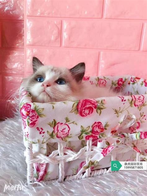 宠物狗猫肾衰要食补 知乎