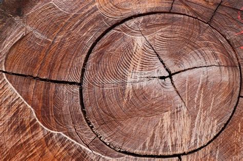 Texture Of A Face Of A Tree Trunk Stock Image Image Of Natural Piece 276533737