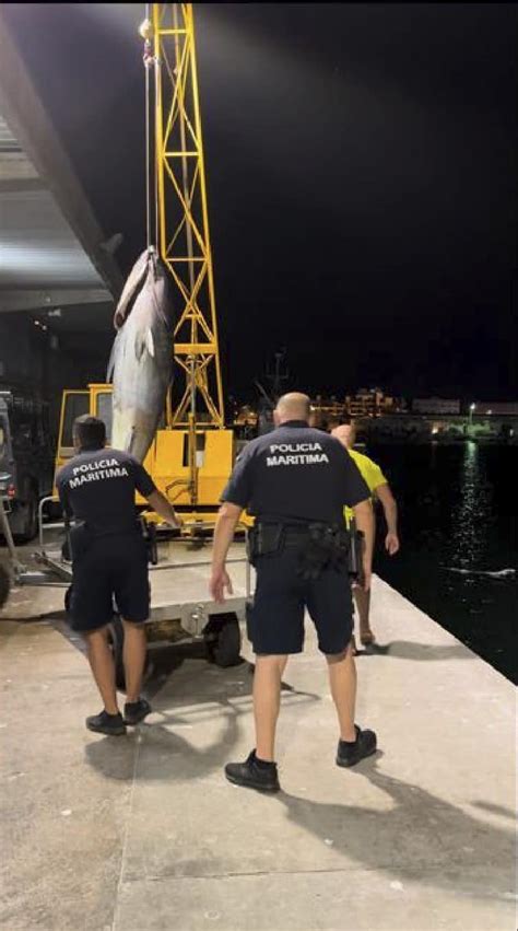 Atum 300kg no rio Gilão em Tavira apreendido durante a madrugada
