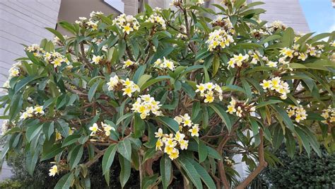 В Израиле зацвело храмовое дерево