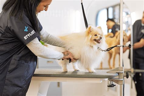 Dog Groomer And Groomers Styling Your Pup To Perfection