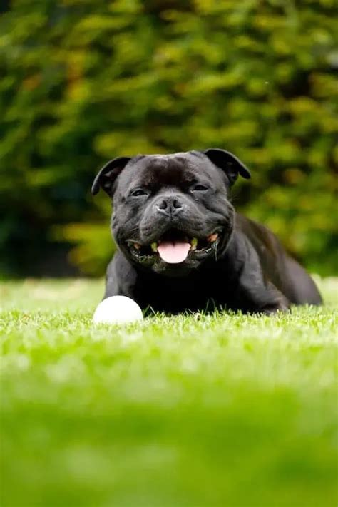 Your Complete Guide To The Black Pitbull Your Dog Advisor