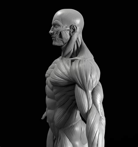Artstation Anatomy Figure Marc Brunet