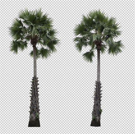 Premium Psd Realistic Asian Palmyra Palm Tree Set Isolated