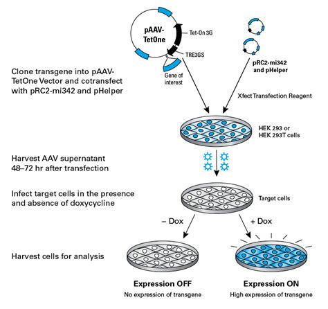 Tetracycline Inducible Expression—tet One Systems