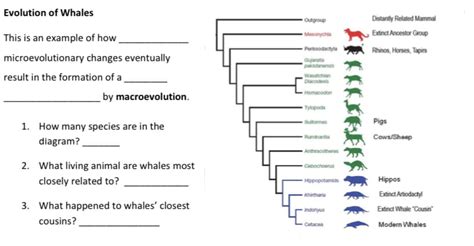 Answered Evolution Of Whales This Is An Example Bartleby