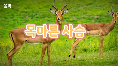 목마른 사슴 240731 은혜 찬송 구원 Youtube