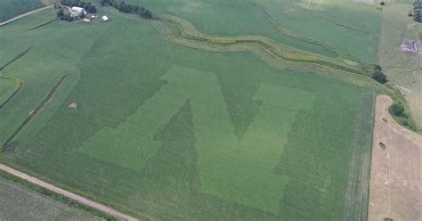 Soybean Spacing Experiment Honors Cornhuskers News