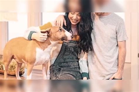 美国网红夫妻安乐死养9年宠物犬，网友炮轰：剥夺了它活着的权利