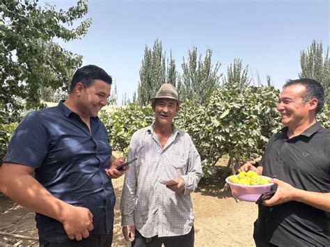 新疆墨玉：无花果种植出心得 乡村生活幸福满满
