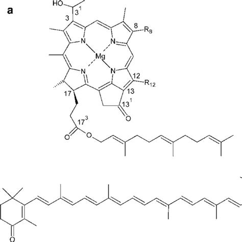 Molecular Structure Of Bchl C A And Astaxanthin B Substituents Of Download Scientific