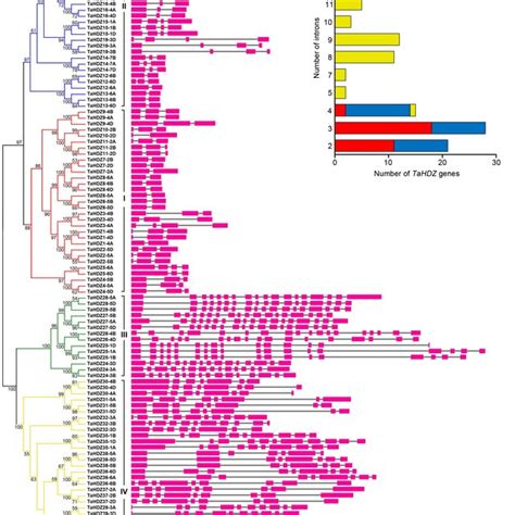 The Phylogenetic Tree Of Hd Zip Proteins From Wheat Arabidopsis Maize