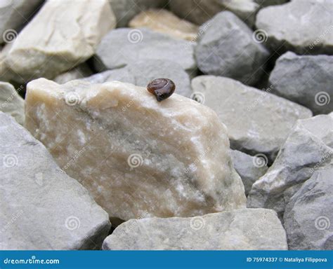 Snail Hiding In A Shell Stock Image Image Of Wildlife 75974337