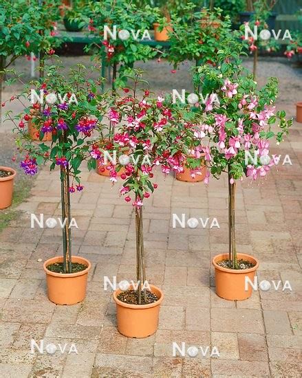 Fuchsia Mix Standard