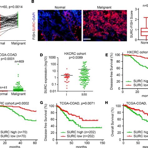 Apc Mutation Promotes Upregulation Of Surc In Crc A Analysis Of Surc